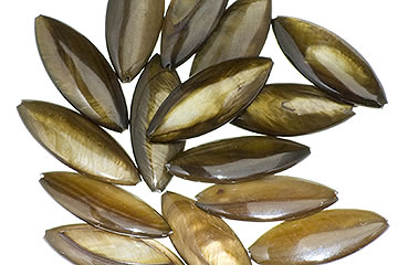 Brown Flat Oval Shell Bead (10 Pack) - Beads And More